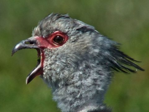 El chajá | Llevate todo